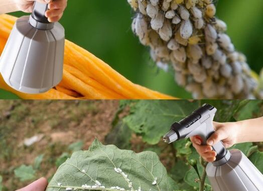 powerful homemade fungicide for plants – facetechcourses