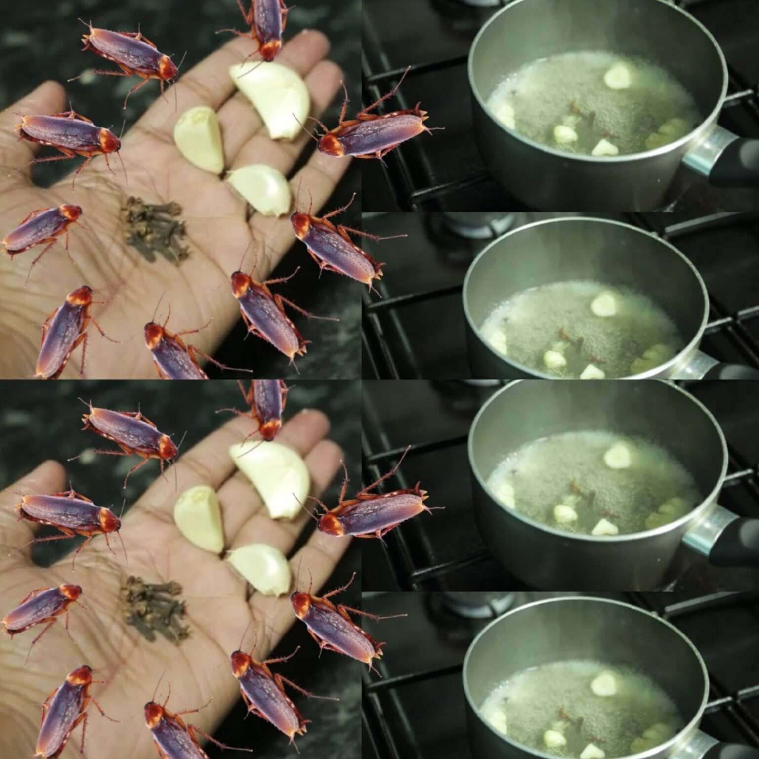 🔴 SUPER Cockroach TRAP: Kill Cockroaches in 10 Minutes with This Simple ...