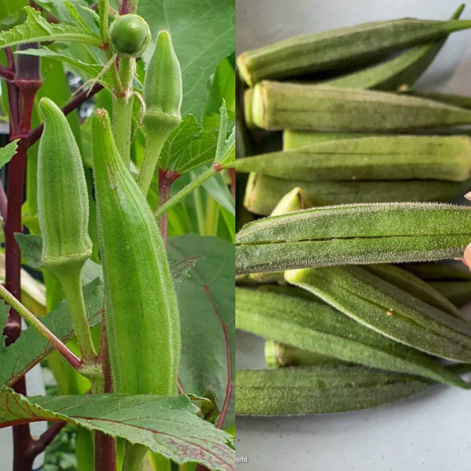 What is Okra Good For? 5 Wonderful Benefits of Okra You Need to Know! – Tennis Sport Light